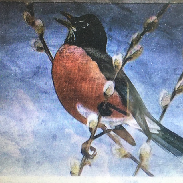 First Robin of Spring – Wandering Wakefield