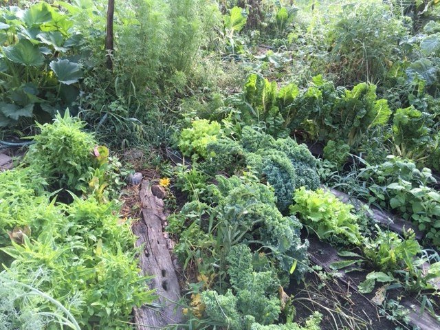 The Garden – Wandering Wakefield