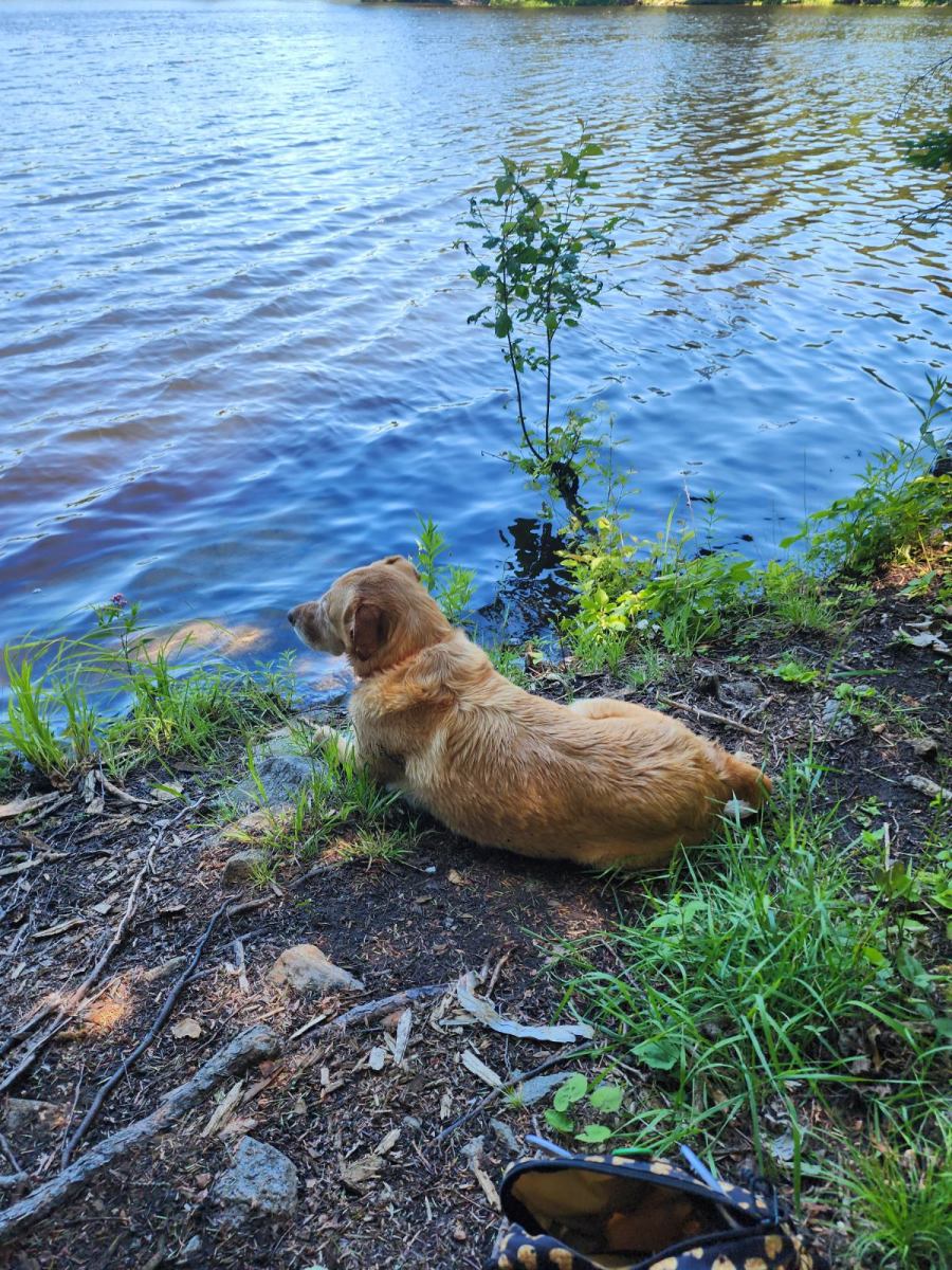 A Dog Called Rio – Wandering Wakefield